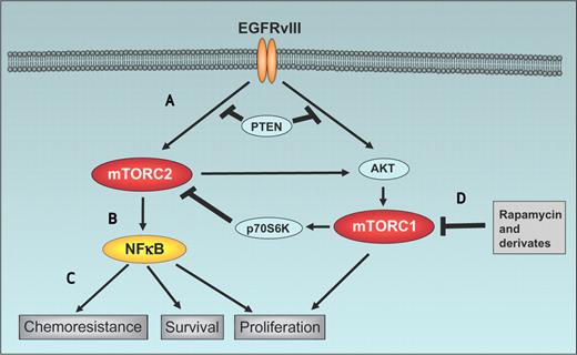 mTORC 2:1 for Chemotherapy Sensitization in Glioblastoma | Cancer ...