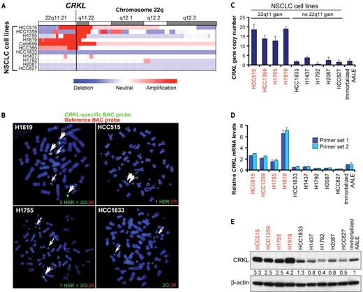 Amplification of CRKL Induces Transformation and Epidermal Growth ...