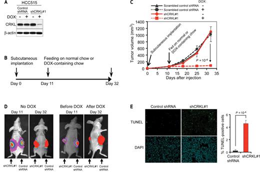 Amplification of CRKL Induces Transformation and Epidermal Growth ...