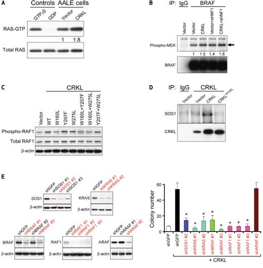 Amplification of CRKL Induces Transformation and Epidermal Growth ...