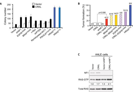 Amplification of CRKL Induces Transformation and Epidermal Growth ...