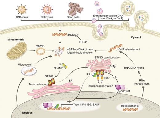 The Cytosolic DNA-Sensing cGAS–STING Pathway in Cancer | Cancer Discovery | American Association ...