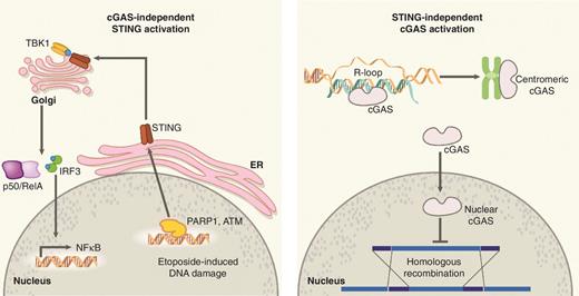 The Cytosolic DNA-Sensing cGAS–STING Pathway in Cancer | Cancer ...