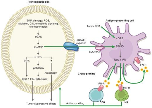 The Cytosolic DNA-Sensing cGAS–STING Pathway in Cancer | Cancer Discovery | American Association ...