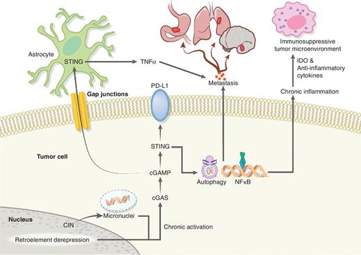 The Cytosolic DNA-Sensing cGAS–STING Pathway in Cancer | Cancer Discovery | American Association ...