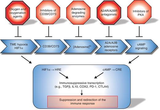 Lessons from the A2A Adenosine Receptor Antagonist–Enabled Tumor ...