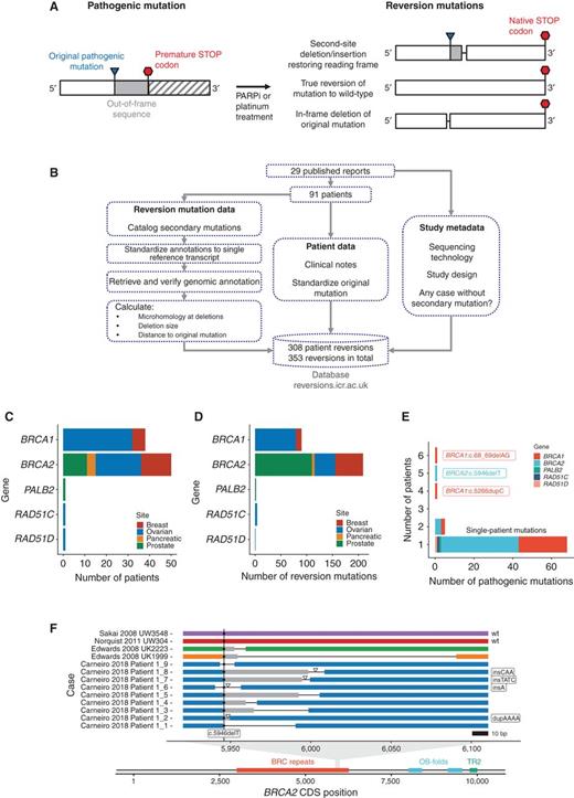 Clinical BRCA1/2 Reversion Analysis Identifies Hotspot Mutations and ...