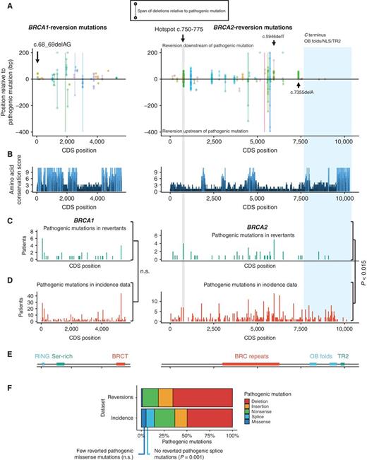 Clinical BRCA1/2 Reversion Analysis Identifies Hotspot Mutations and ...