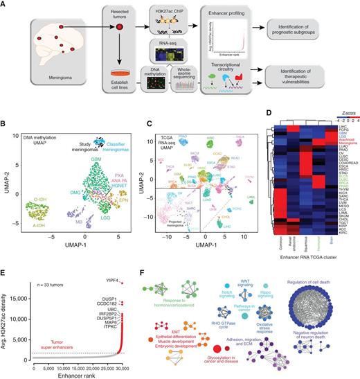 The Meningioma Enhancer Landscape Delineates Novel Subgroups and Drives ...