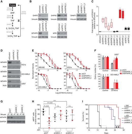 The Folate Cycle Enzyme MTHFR Is a Critical Regulator of Cell Response ...