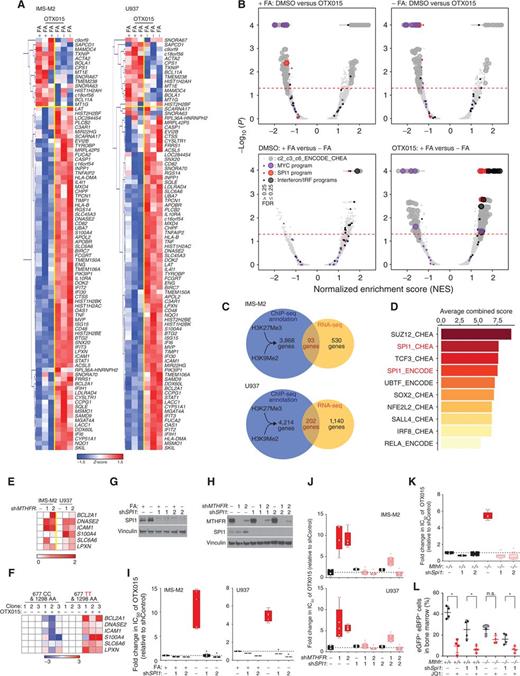 The Folate Cycle Enzyme MTHFR Is a Critical Regulator of Cell Response ...