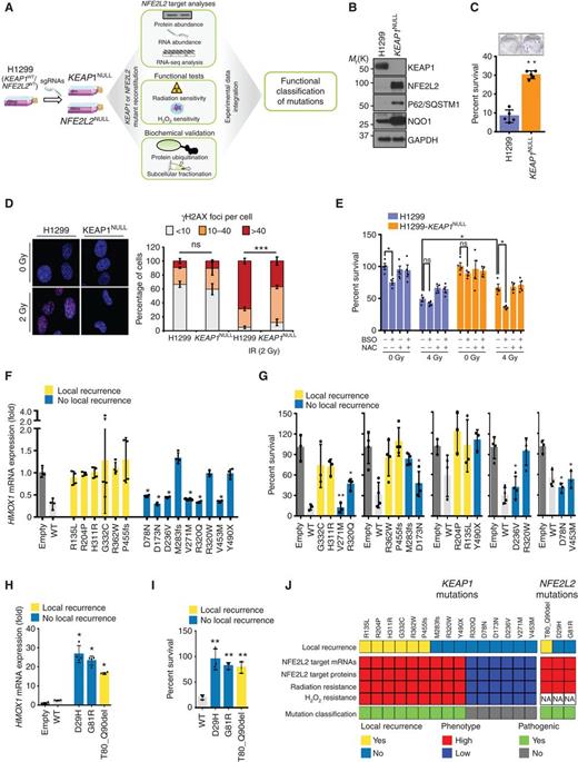 KEAP1/NFE2L2 Mutations Predict Lung Cancer Radiation Resistance That ...