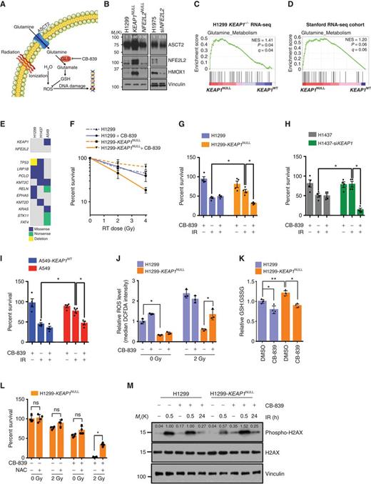 KEAP1/NFE2L2 Mutations Predict Lung Cancer Radiation Resistance That ...