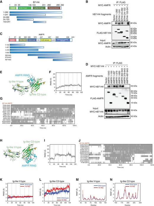 Pharmacologic Suppression of B7-H4 Glycosylation Restores Antitumor ...