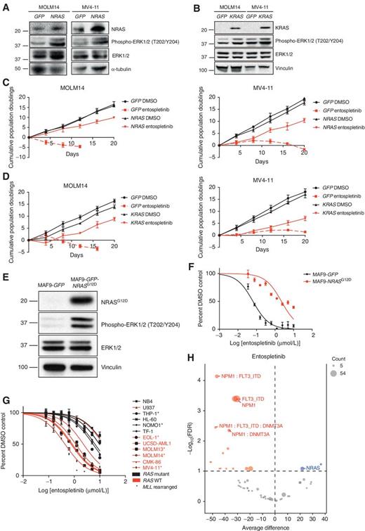 Resistance Mechanisms to SYK Inhibition in Acute Myeloid Leukemia ...