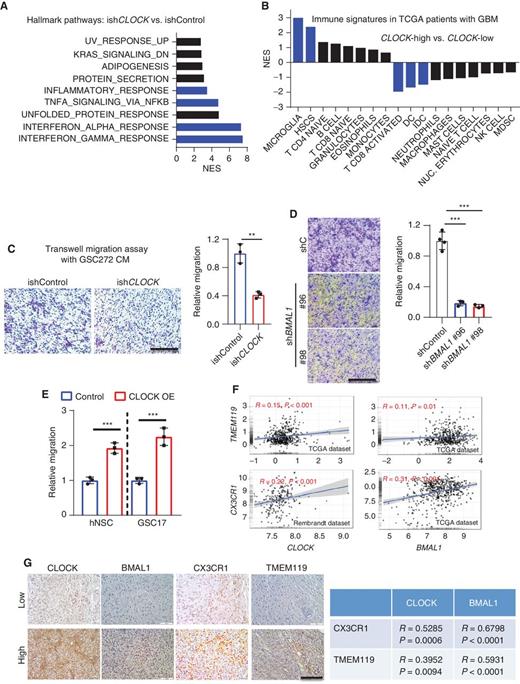 Circadian Regulator CLOCK Recruits Immune-Suppressive Microglia into ...