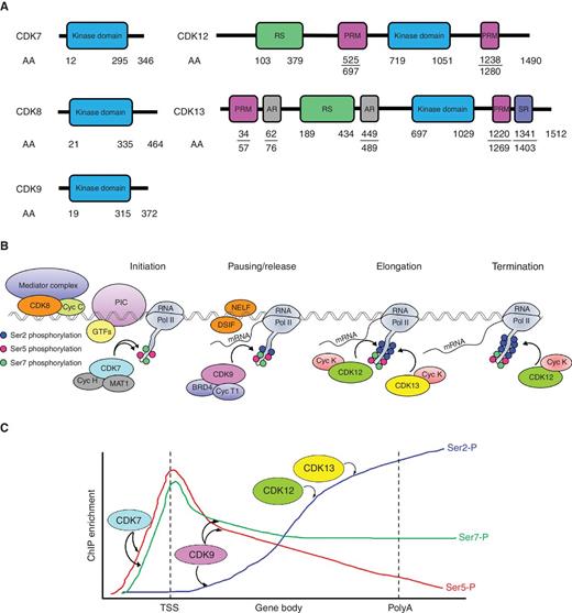 Transcription-Associated Cyclin-Dependent Kinases as Targets and ...