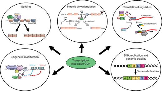 Transcription-Associated Cyclin-Dependent Kinases as Targets and ...