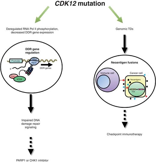 Transcription-Associated Cyclin-Dependent Kinases as Targets and ...