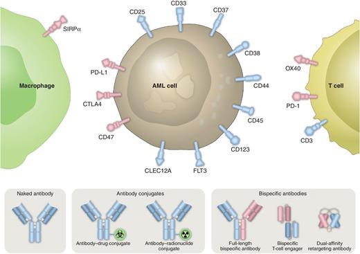 Advances in the Treatment of Acute Myeloid Leukemia: New Drugs and New ...