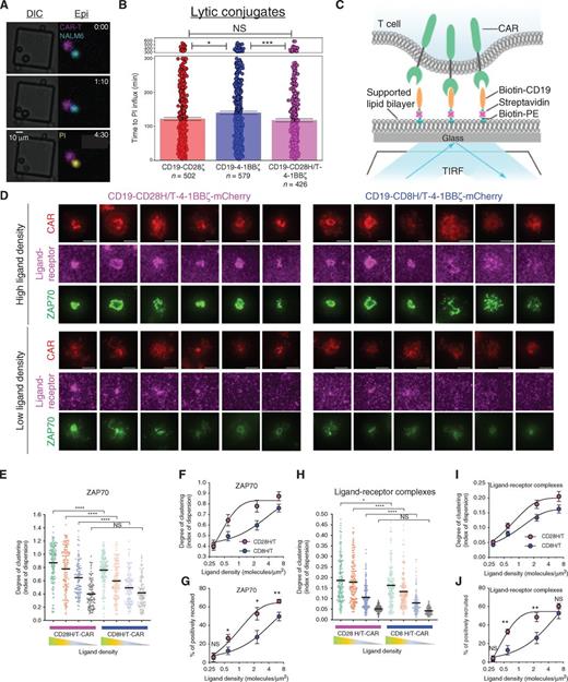 Tuning the Antigen Density Requirement for CAR T-cell Activity | Cancer ...
