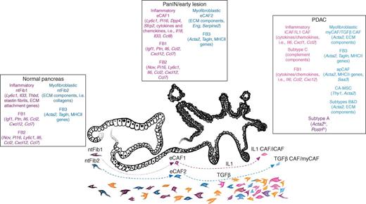 Fibroblast Heterogeneity in the Pancreatic Tumor Microenvironment ...