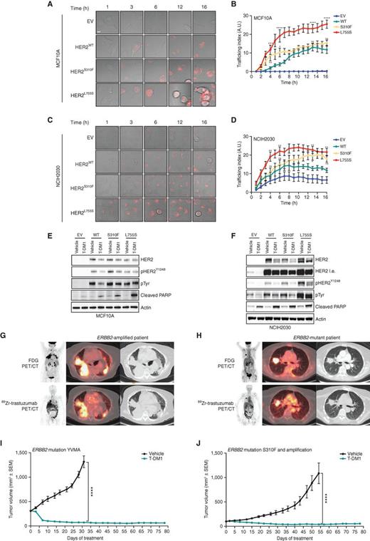 HER2-Mediated Internalization of Cytotoxic Agents in ERBB2 Amplified or ...