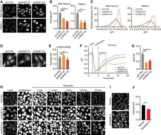 Golgi Acidification by NHE7 Regulates Cytosolic pH Homeostasis in ...