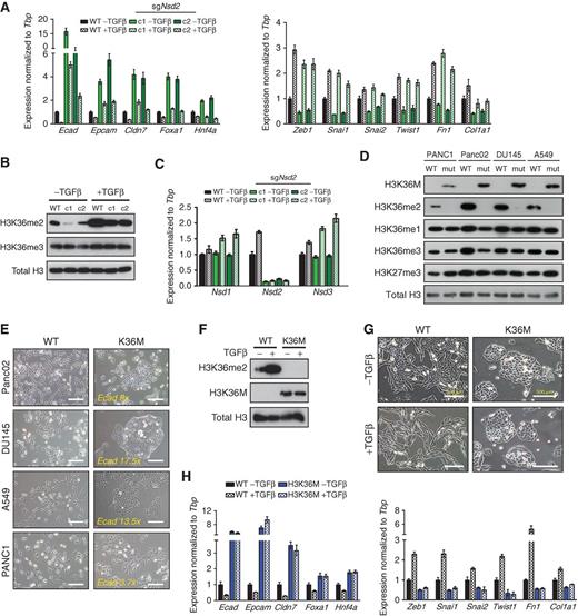 Global Regulation of the Histone Mark H3K36me2 Underlies Epithelial ...