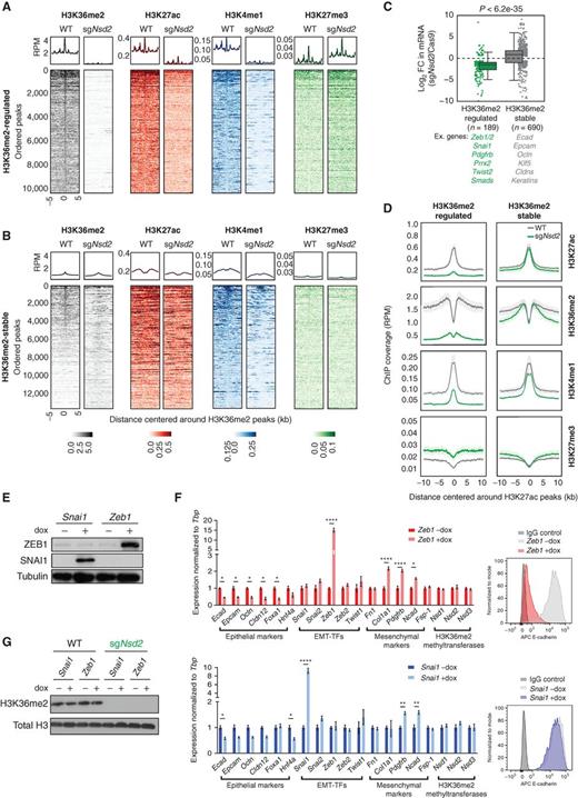 Global Regulation of the Histone Mark H3K36me2 Underlies Epithelial ...
