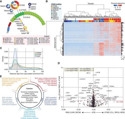 Mutations in the RNA Splicing Factor SF3B1 Promote Tumorigenesis ...