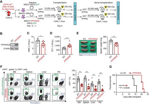 Mutations in the RNA Splicing Factor SF3B1 Promote Tumorigenesis ...