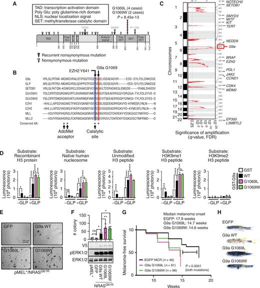 Gain-of-Function Genetic Alterations of G9a Drive Oncogenesis | Cancer ...