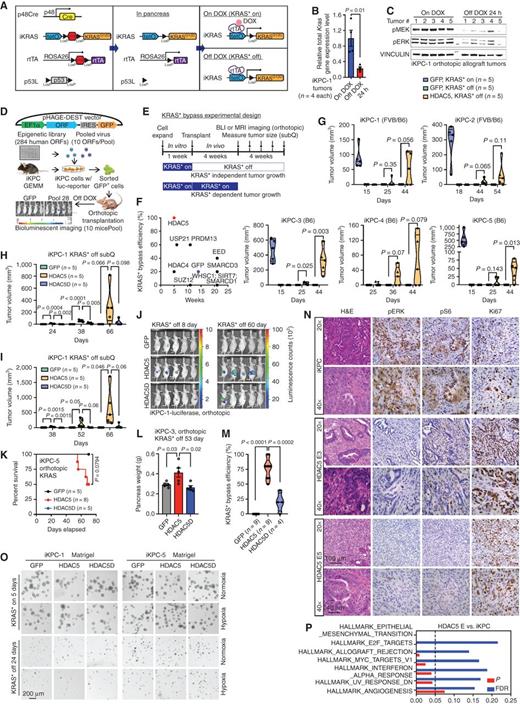 Tumor Microenvironment Remodeling Enables Bypass of Oncogenic KRAS ...
