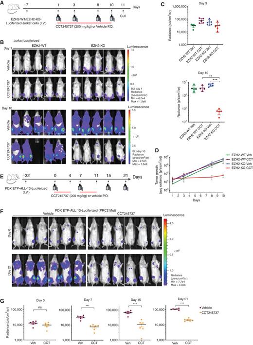EZH2-Deficient T-cell Acute Lymphoblastic Leukemia Is Sensitized to ...