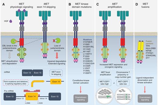Targeting MET Dysregulation in Cancer | Cancer Discovery | American ...