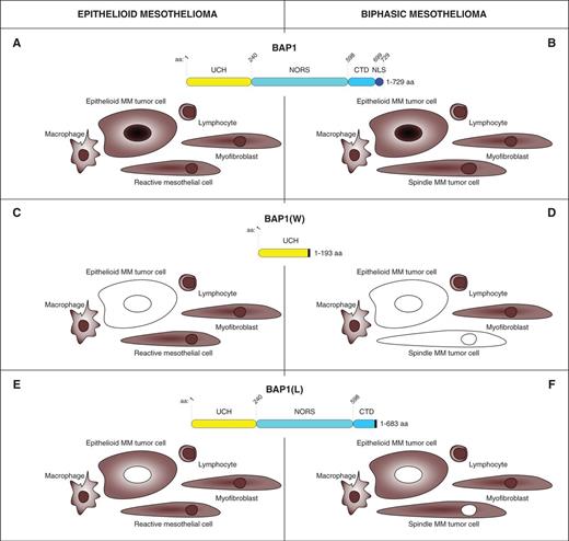 Biological Mechanisms and Clinical Significance of BAP1 Mutations in ...