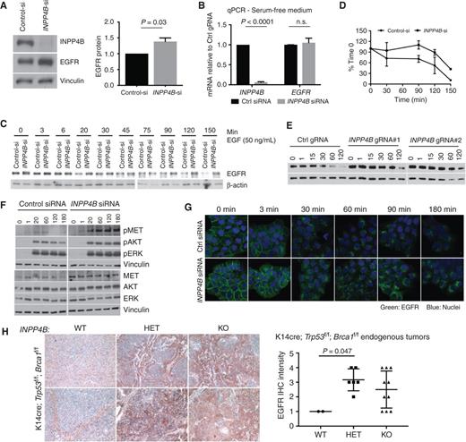 The INPP4B Tumor Suppressor Modulates EGFR Trafficking and Promotes ...