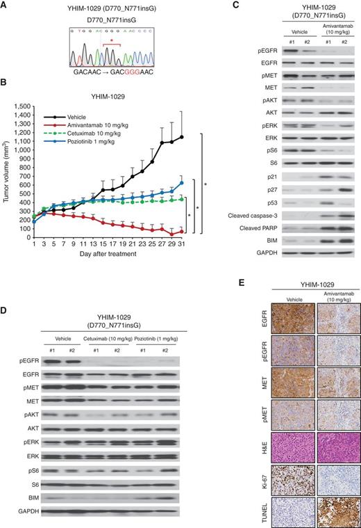 Antitumor Activity of Amivantamab (JNJ-61186372), an EGFR–MET ...