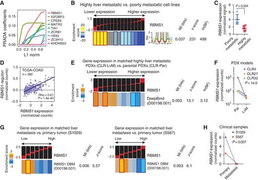 RBMS1 Suppresses Colon Cancer Metastasis through Targeted Stabilization ...