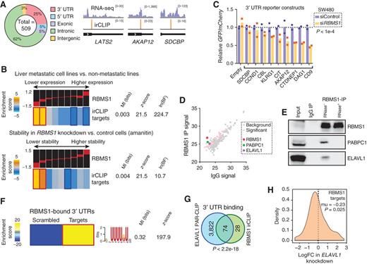RBMS1 Suppresses Colon Cancer Metastasis through Targeted Stabilization ...