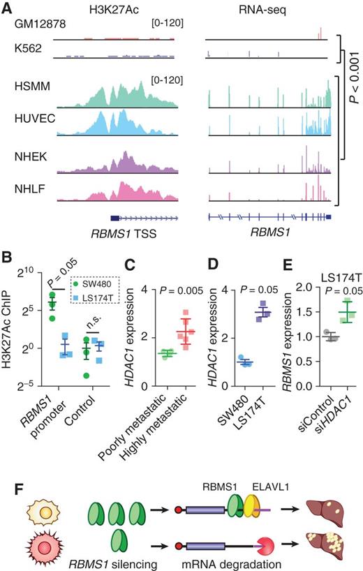 RBMS1 Suppresses Colon Cancer Metastasis through Targeted Stabilization ...