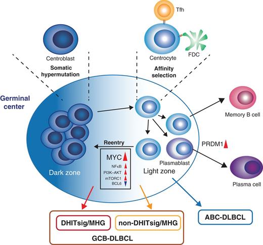 Toward a New Molecular Taxonomy of Diffuse Large B-cell Lymphoma ...