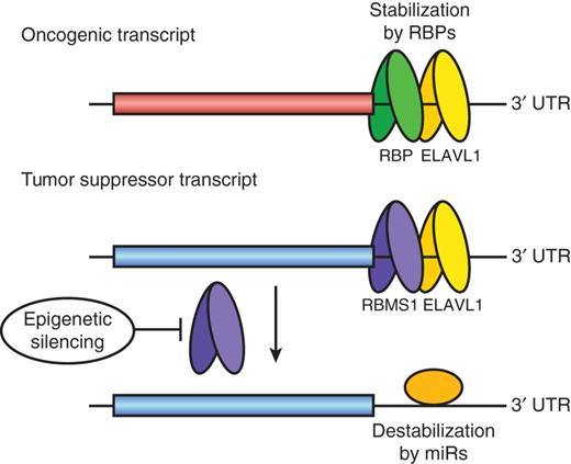 Loss of RNA-Binding Protein RBMS1 Promotes a Metastatic Transcriptional ...