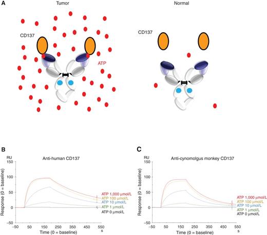 Antibody to CD137 Activated by Extracellular Adenosine Triphosphate Is ...
