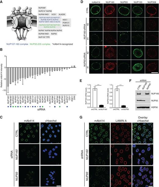 Inhibition of Nuclear Pore Complex Formation Selectively Induces Cancer ...