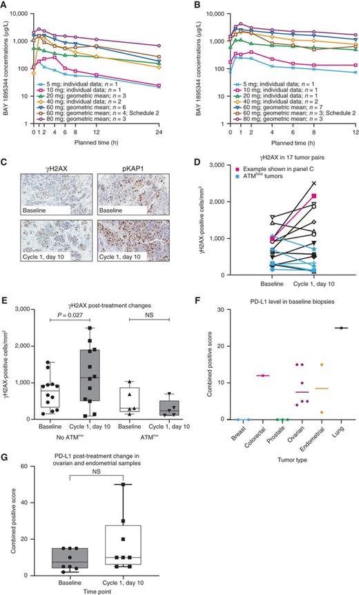 First-in-Human Trial of the Oral Ataxia Telangiectasia and RAD3-Related ...