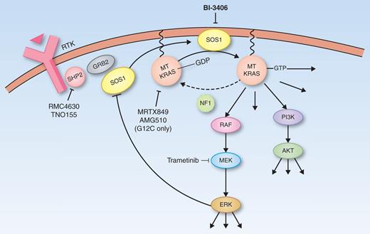 Suppressing Nucleotide Exchange to Inhibit KRAS-Mutant Tumors | Cancer ...