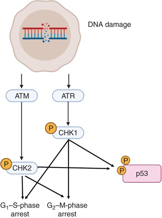 ATR Inhibition as an Attractive Therapeutic Resource against Cancer ...