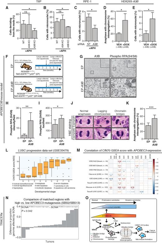 Induction of APOBEC3 Exacerbates DNA Replication Stress and Chromosomal ...